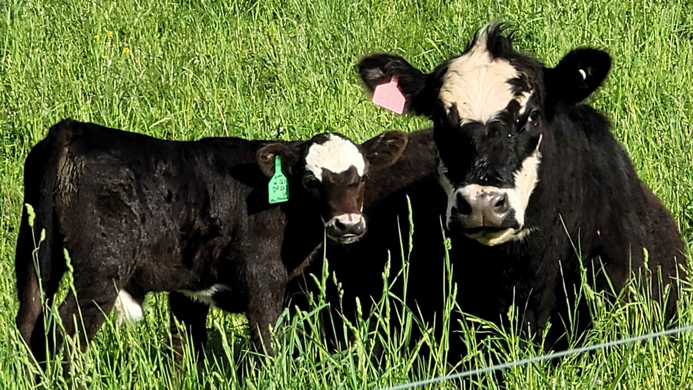 New York Beef Producers Association